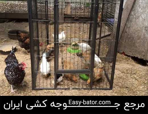 آموزش ساخت لانه برای مرغ در حیاط خانه یا باغچه