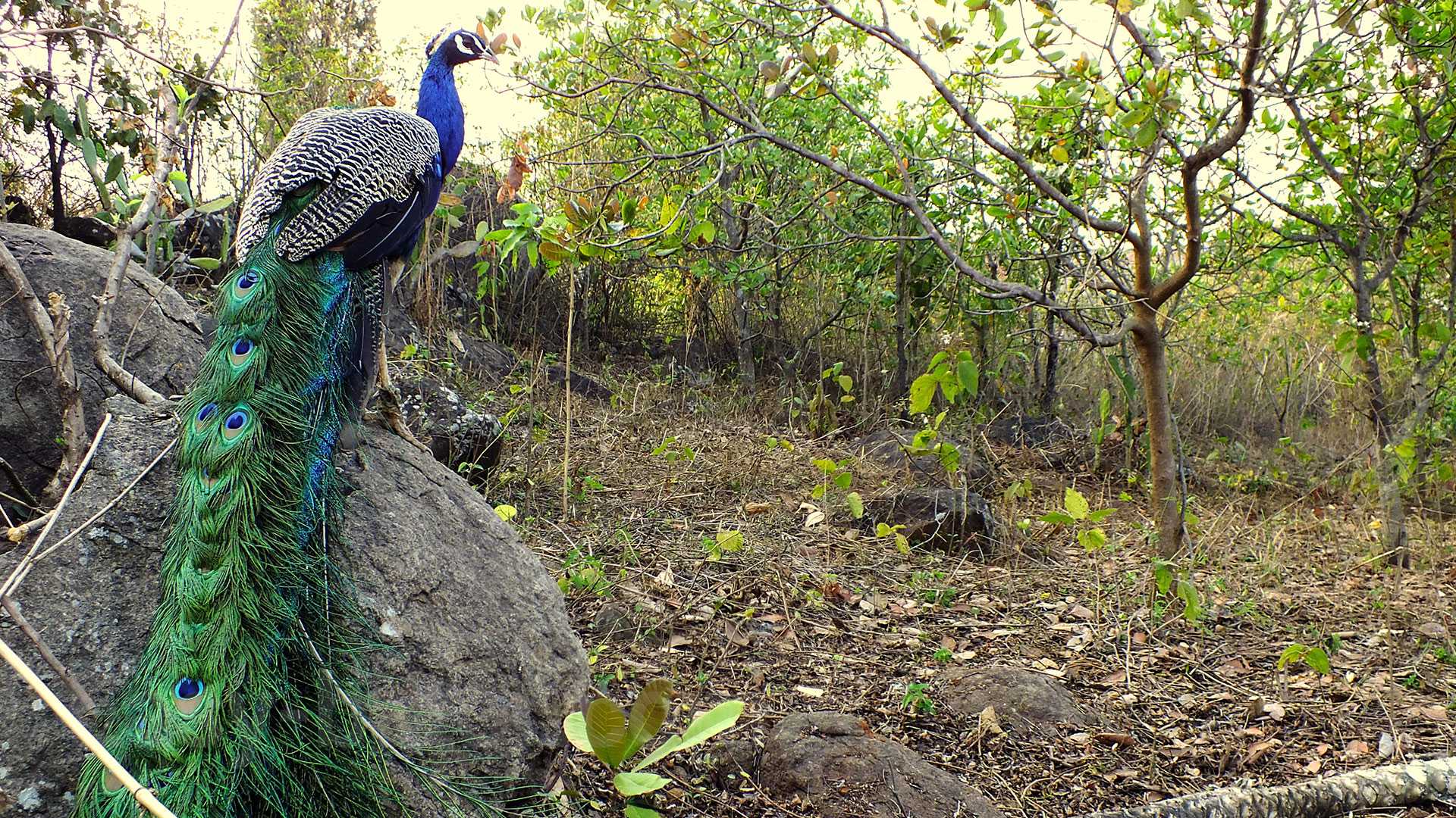 آموزش پرورش طاووس و جوجه کشی از تخم طاووس