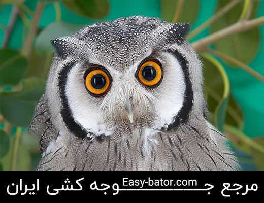 درمورد جغد ها بیشتر بدانید : ویژگی ها ، تغذیه و گونه های جغد