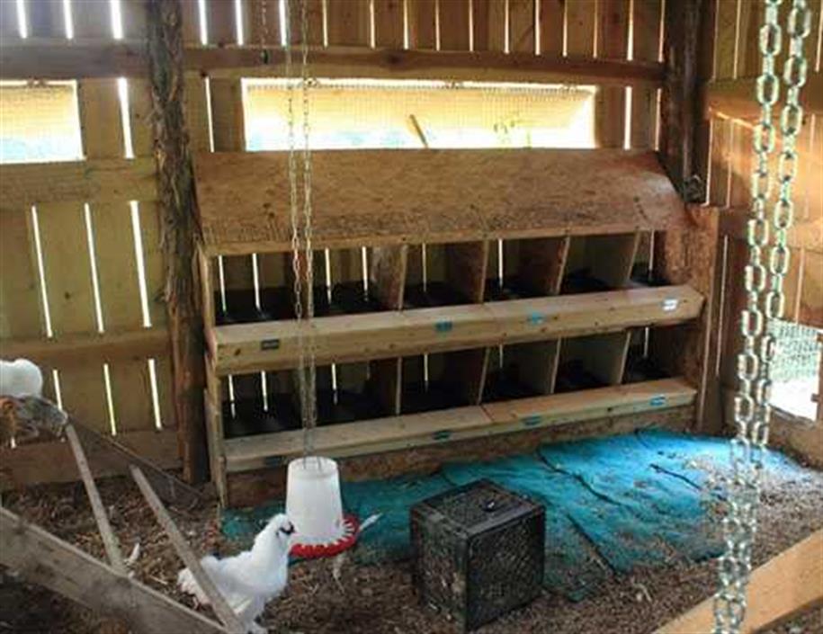 آموزش ساخت لانه برای مرغ در حیاط خانه یا باغچه