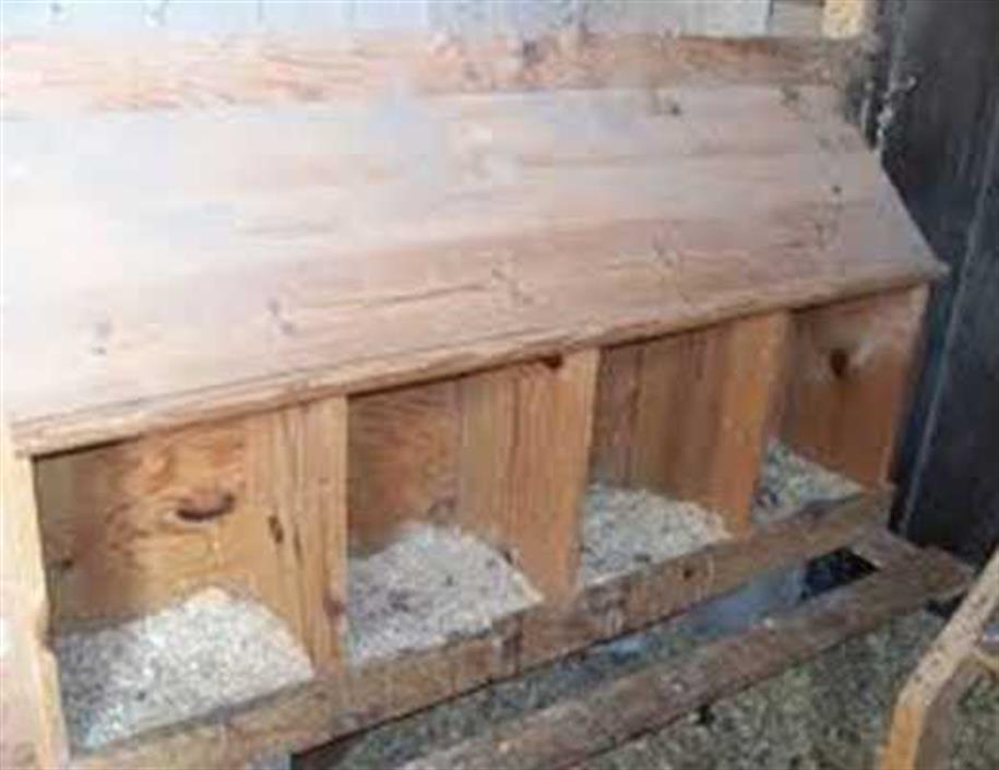 آموزش ساخت لانه برای مرغ در حیاط خانه یا باغچه